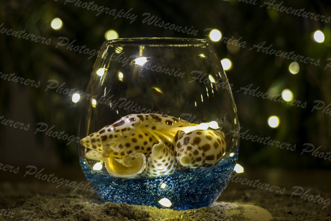 Junonia, Junonia Shell, Junonia Photo, Junonia Print, Vibrant Junonia ...