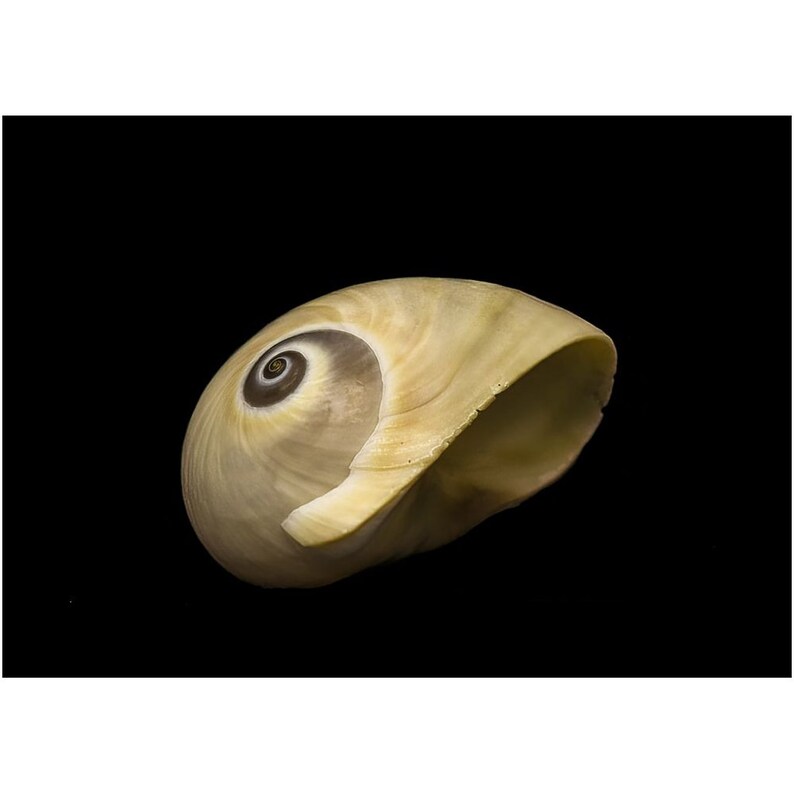 Sharks Eye, Moon Snail, Sharks Eye Shell, Moon Snail Shell, Florida ...