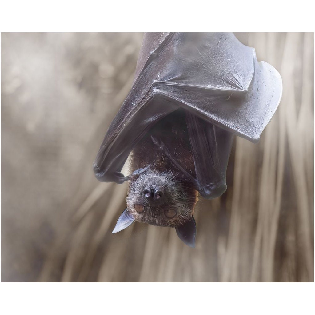 Fruit Bat, Flying Fruit Bat, Fox Bat, Flying Fox Bat, Bat, Wildlife ...