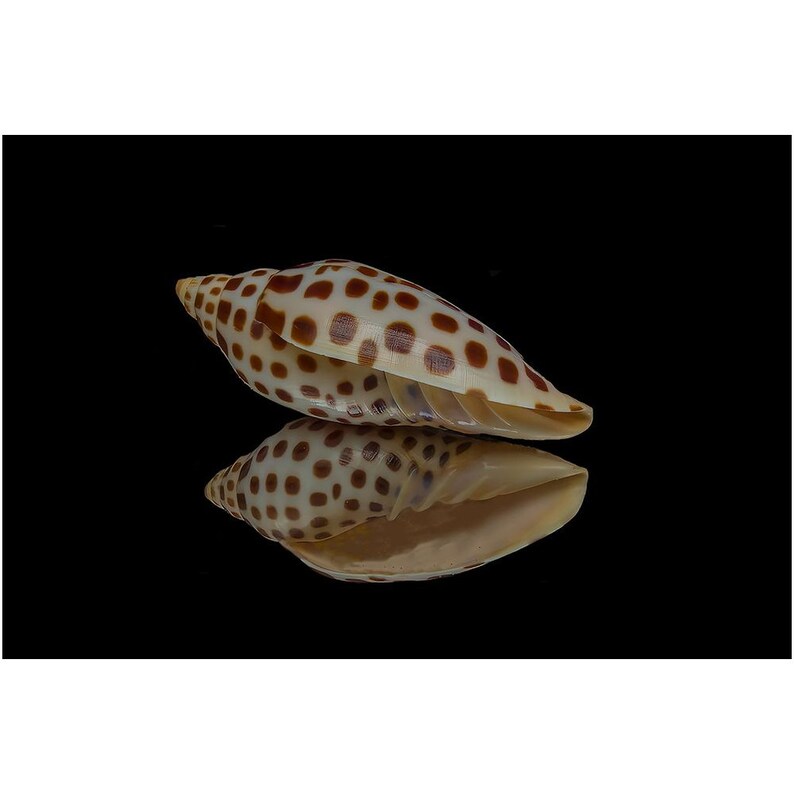 Junonia, Junonia Shell, Junonia Reflection, Florida Shells, Florida ...