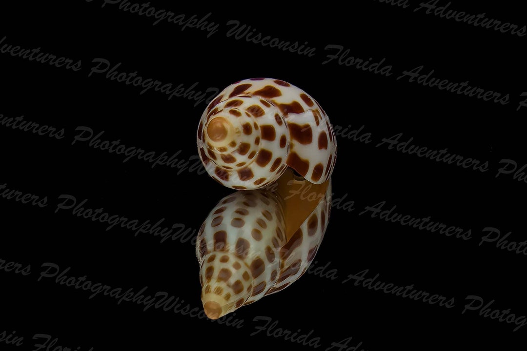 Junonia, Junonia Shell, Junonia Reflection, Photo, Junonia Photo ...