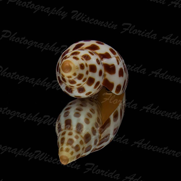 Junonia Shells - Etsy