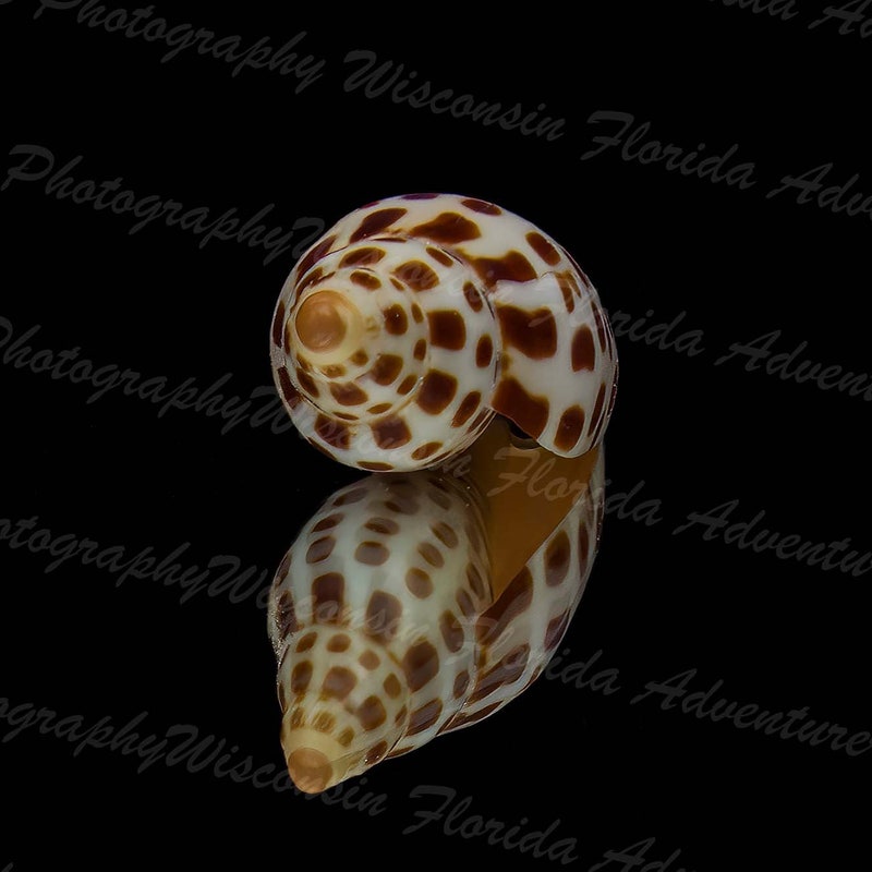 WIFLAdventurers - Etsy