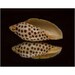 Junonia, Junonia Photograph, Junonia Shell, Junonia Reflection, Florida ...