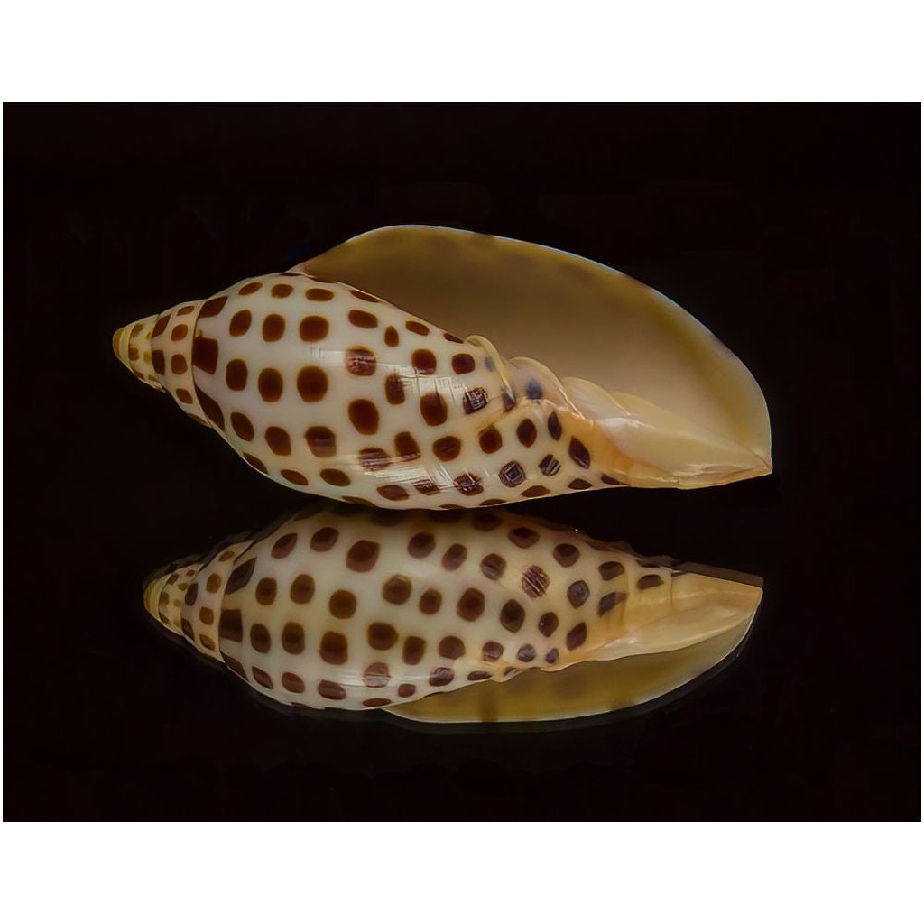 Junonia, Junonia Photograph, Junonia Shell, Junonia Reflection, Florida ...