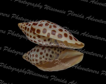 Junonia, Junonia Photograph, Junonia Shell, Junonia Reflection, Florida ...