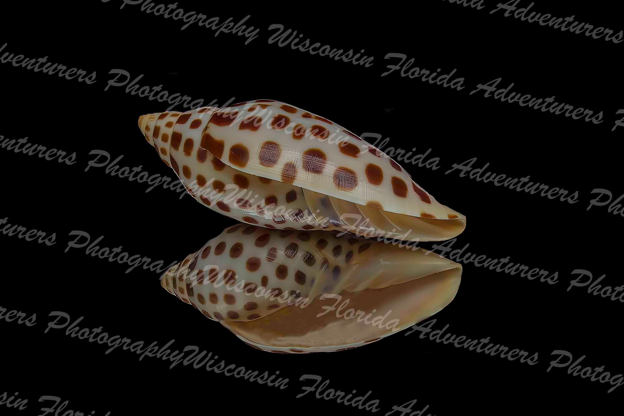 Junonia, Junonia Shell, Junonia Reflection, Florida Shells, Florida ...