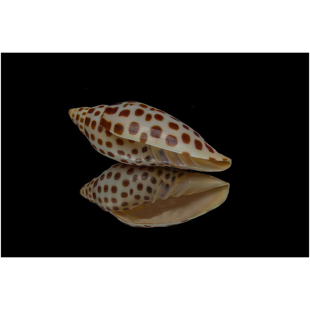 Junonia, Junonia Shell, Junonia Reflection, Florida Shells, Florida ...