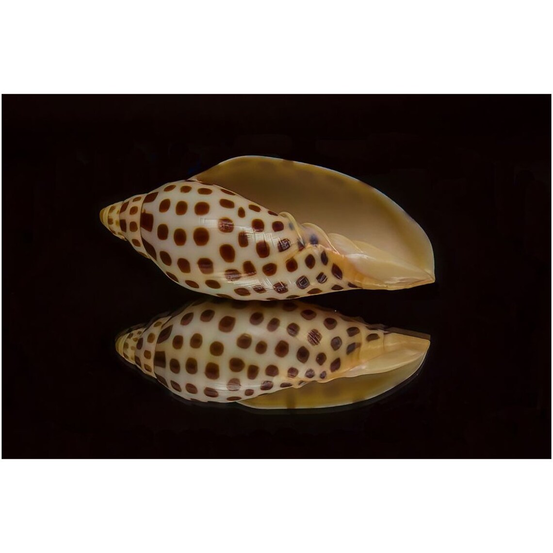 Junonia, Junonia Photograph, Junonia Shell, Junonia Reflection, Florida ...