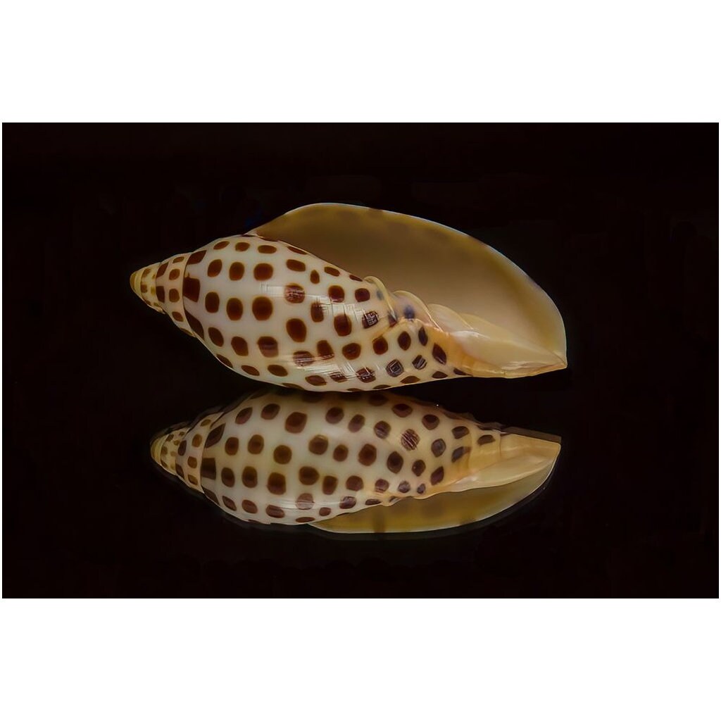 Junonia, Junonia Photograph, Junonia Shell, Junonia Reflection, Florida ...