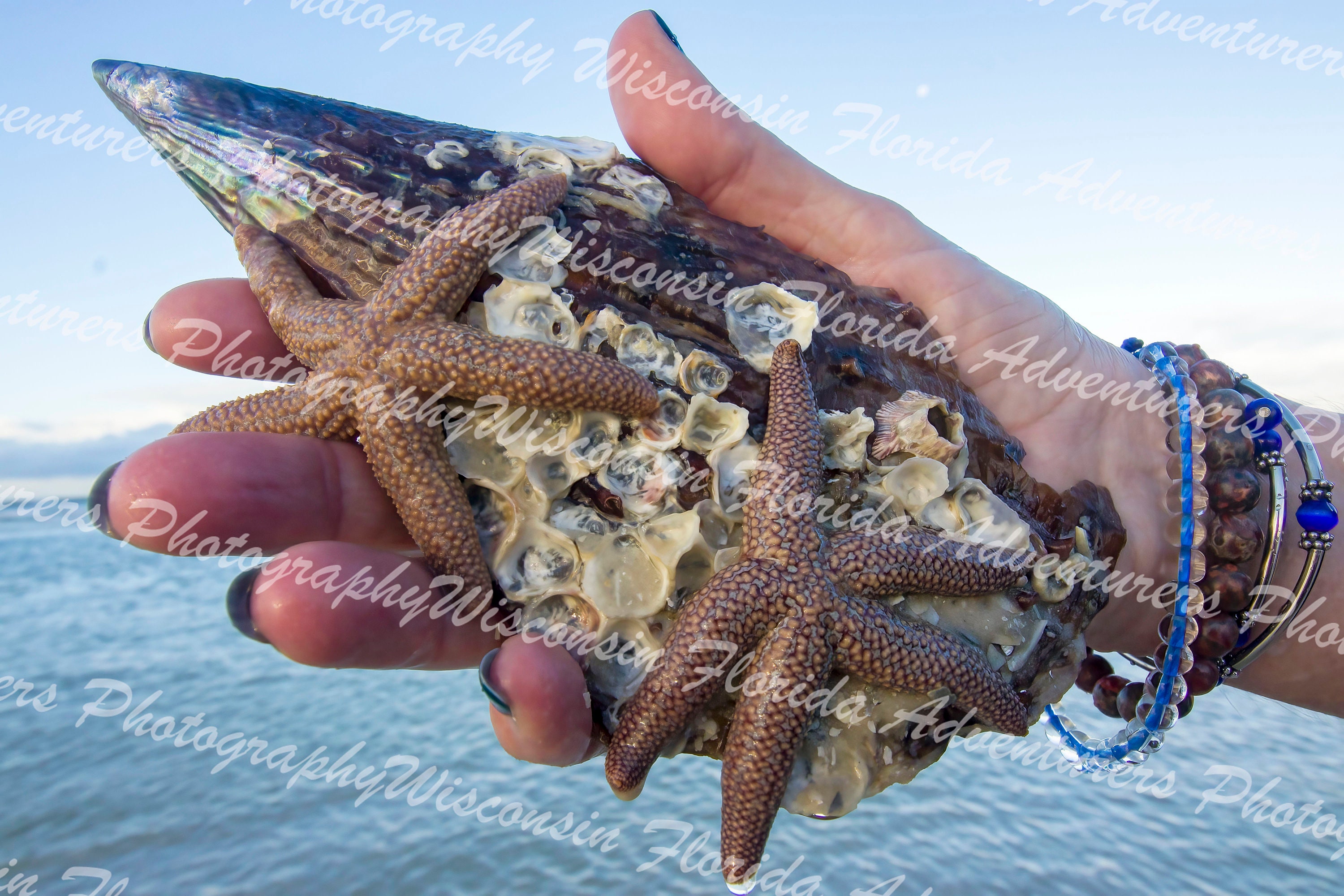 Mermaid's Hand Sea Star (starfish) Print, Florida Photo, Nature Photo ...