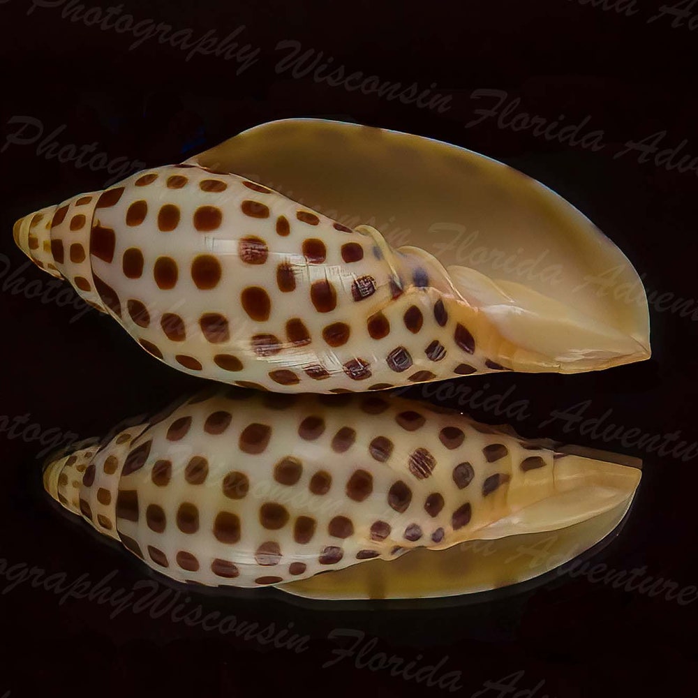 WIFLAdventurers - Etsy