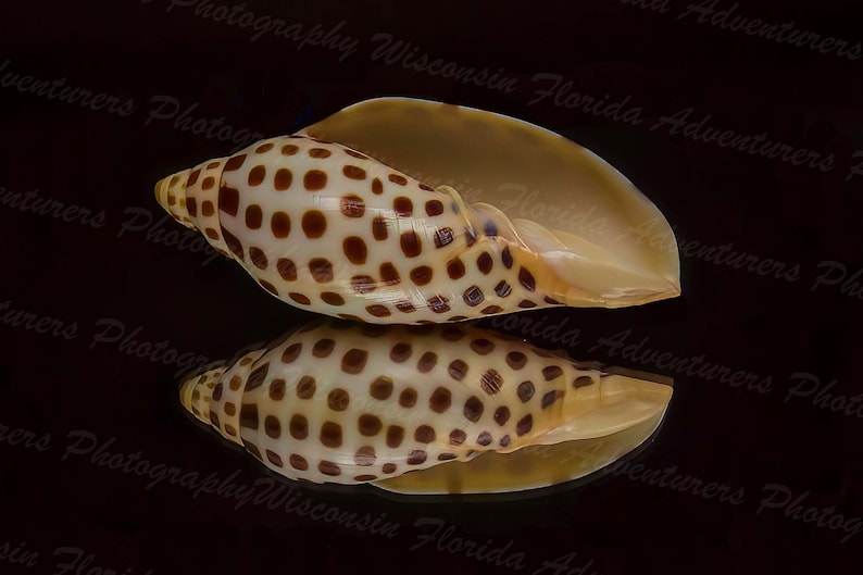 Junonia, Junonia Photograph, Junonia Shell, Junonia Reflection, Florida ...