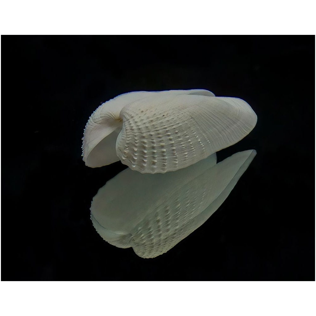 Angel Wing Shell Reflection - Etsy