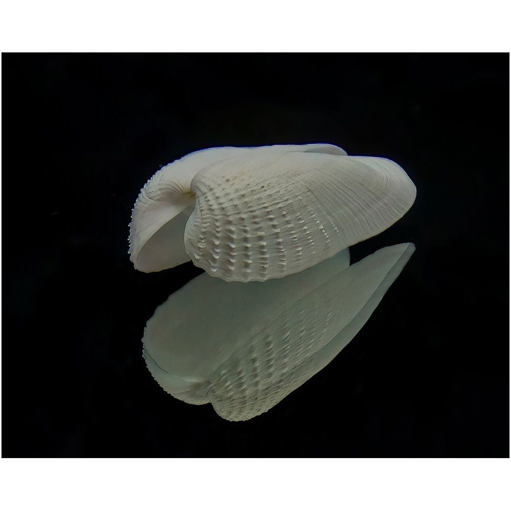 Angel Wing Shell Reflection - Etsy