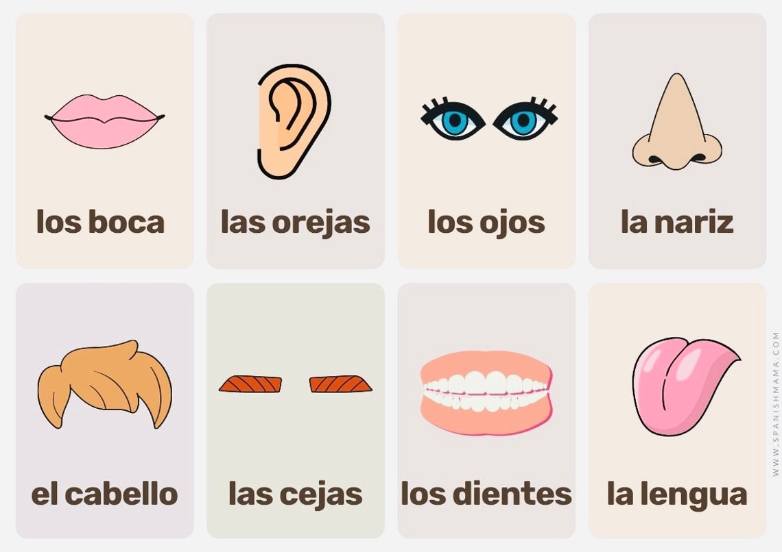 Spanish Body Parts Flashcards - Etsy