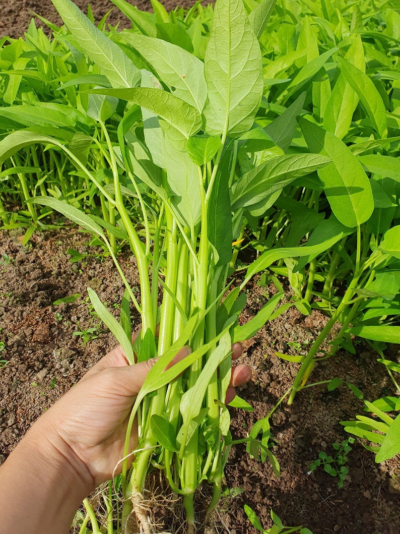 1000+ Water Spinach Seeds – Rau Muong La Lon Rado 13 – Kangkong Ong ...