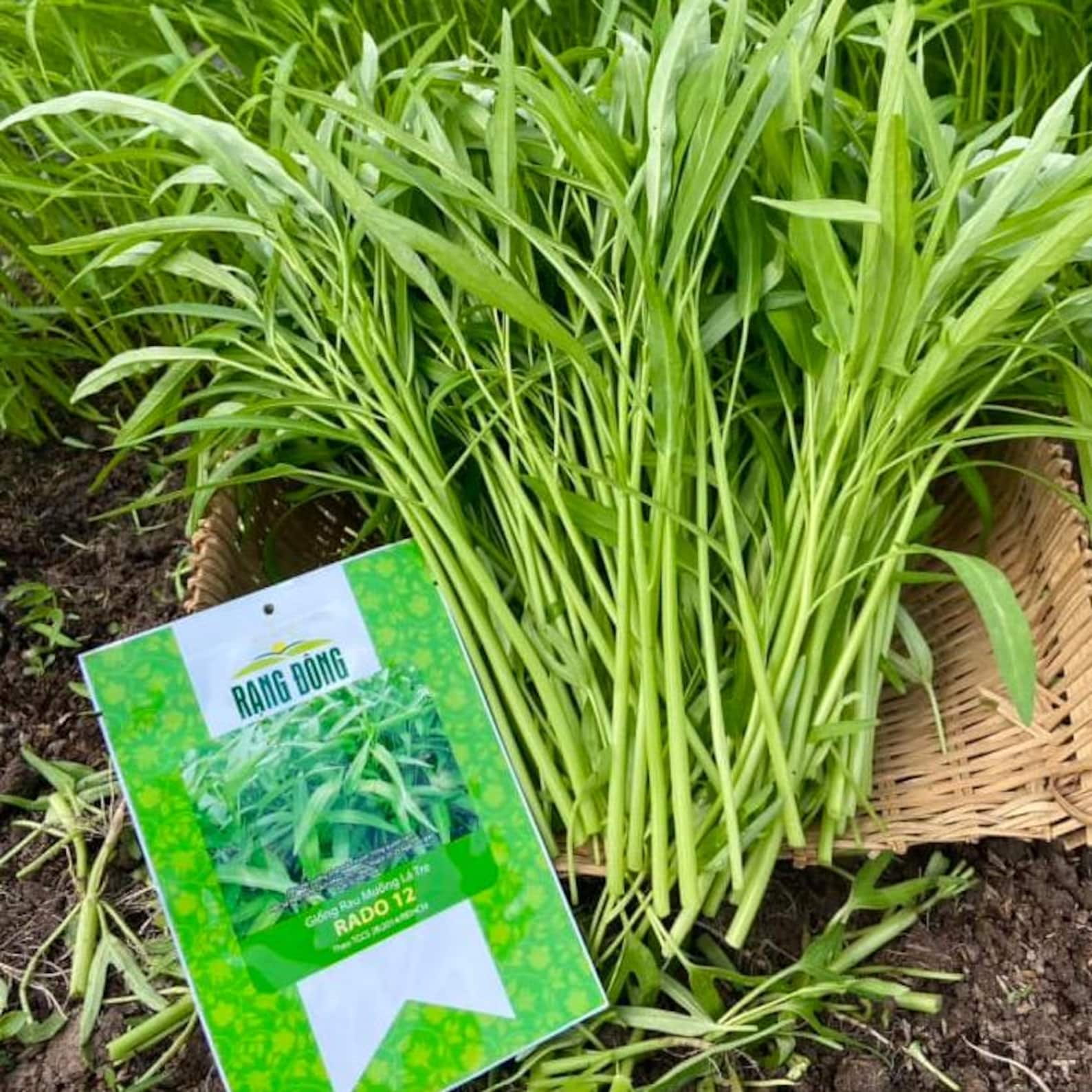 1000 Water Spinach Seeds Rau Muong La Tre Rado 12 Kangkong Ong Choy 1000-water-spinach-seeds-rau-muong-la-tre-rado-12-kangkong-ong-choy