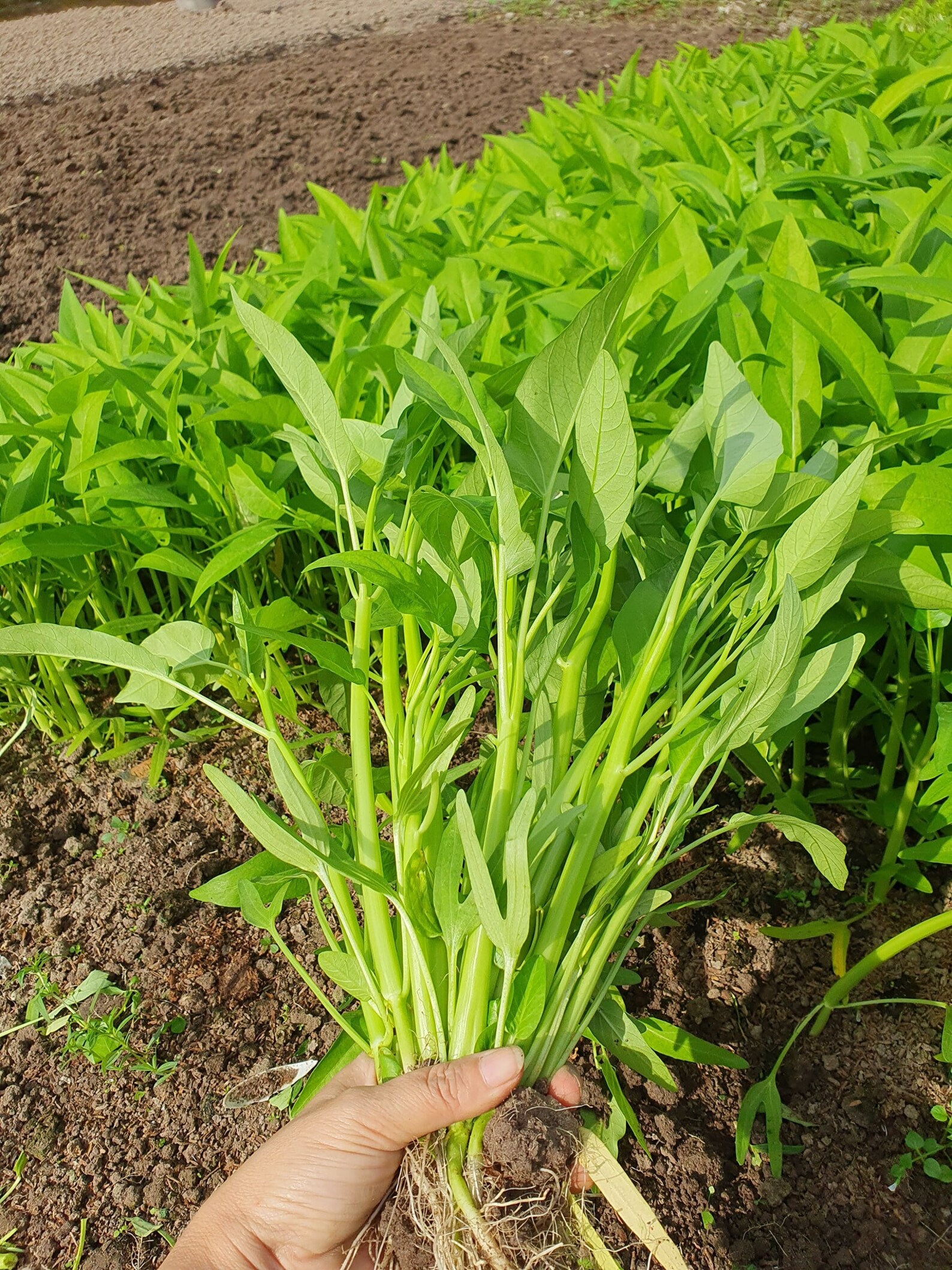 1000+ Water Spinach Seeds – Rau Muong La Lon Rado 13 – Kangkong Ong ...