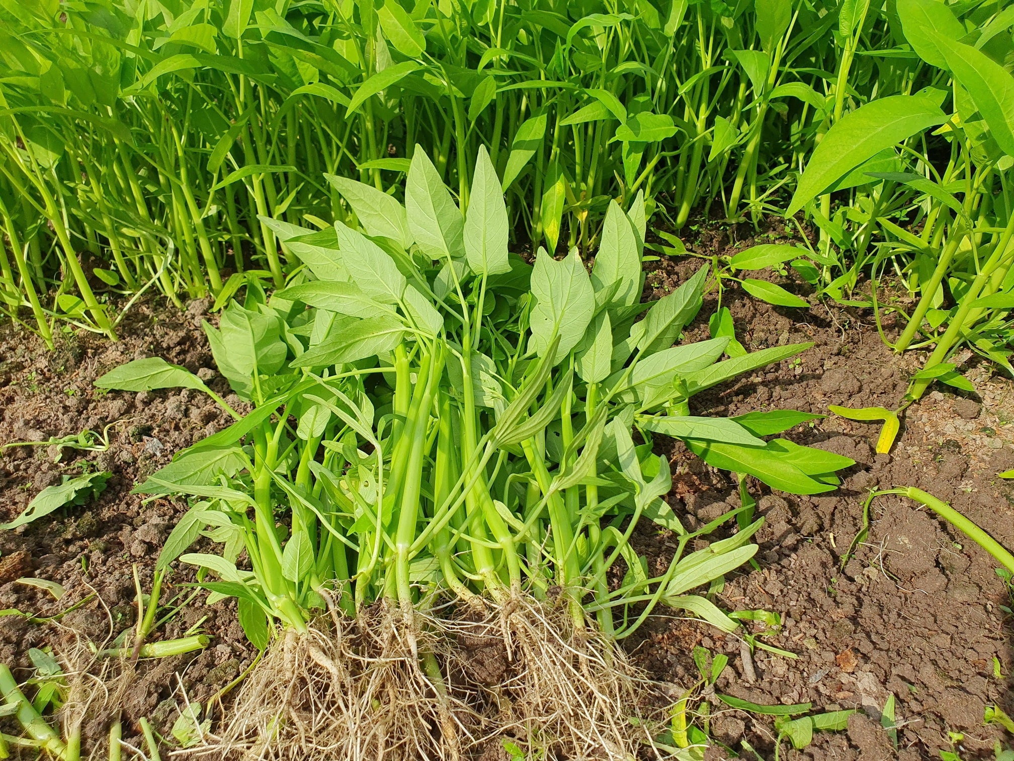 1000+ Water Spinach Seeds – Rau Muong La Lon Rado 13 – Kangkong Ong ...