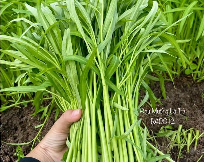 1 Lbs. Dried Yamakurage, Mountain Jelly Vegetable; Rau Tien Vua; Gong ...