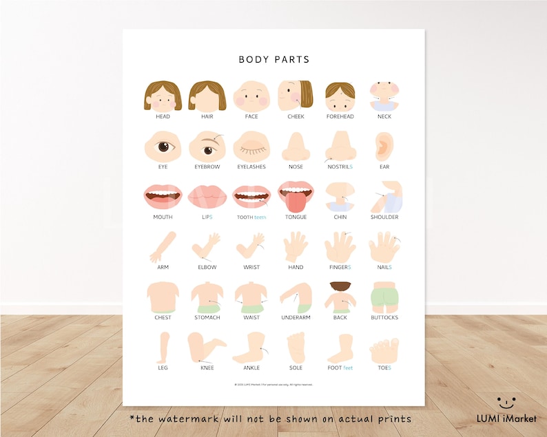 Body Parts Learning Poster Style B | My Body Poster | English ...
