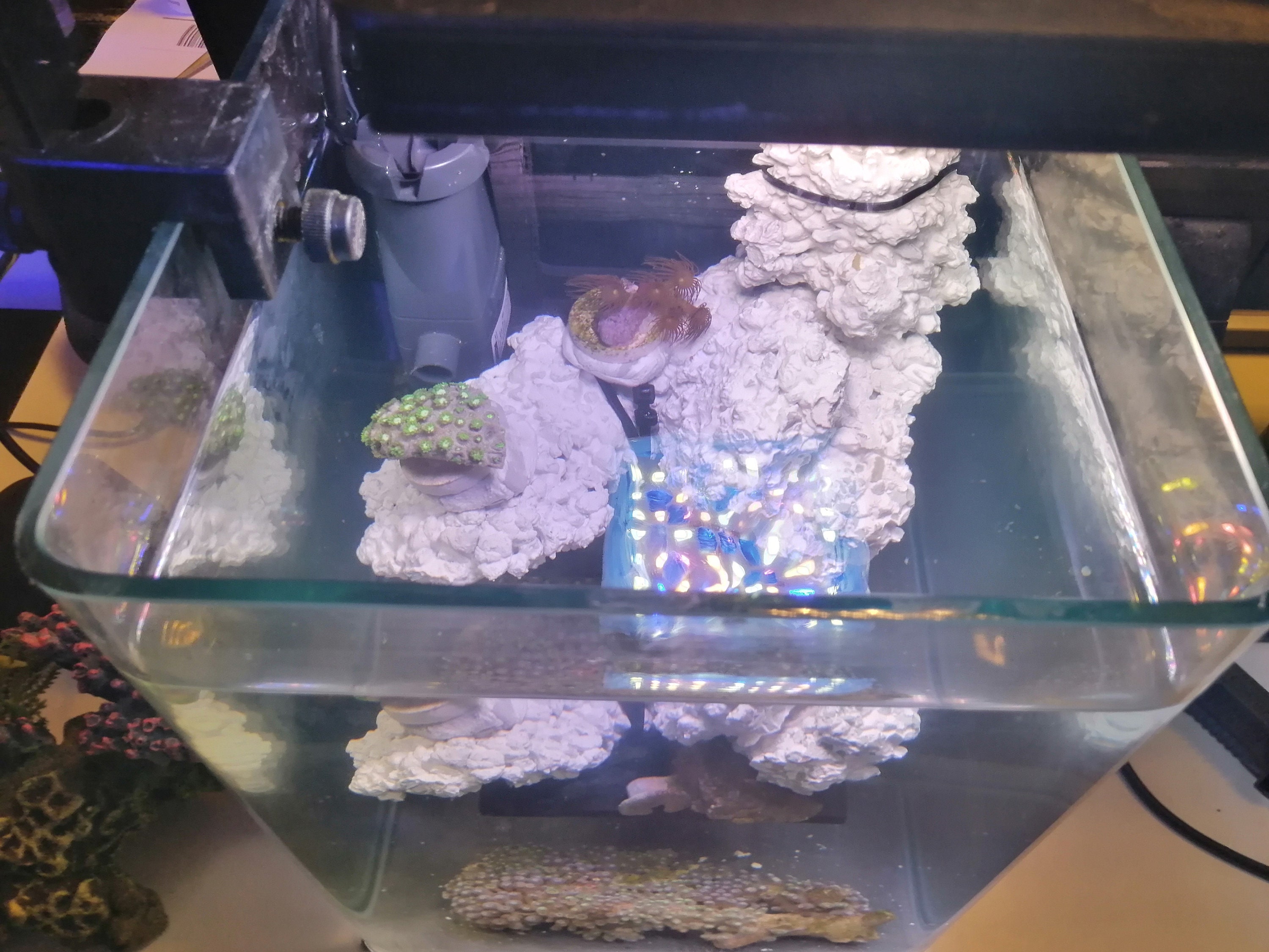 Flying Reef Floating Reef Seawater Aquarium Marine Branches Simply Hang ...