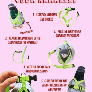 Pigeon Harness "sophie" - Bird Flight Harness With Soft-brake Leash ...