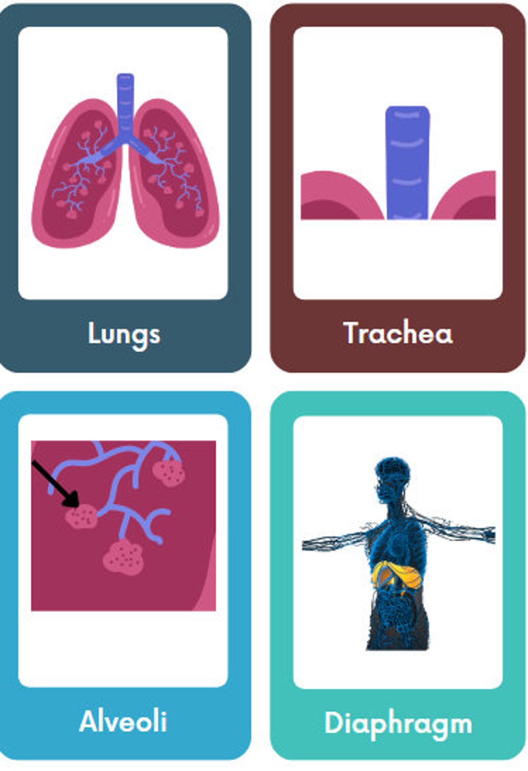 Pulmonary respiratory System Terms Anatomy Cards Anatomy - Etsy