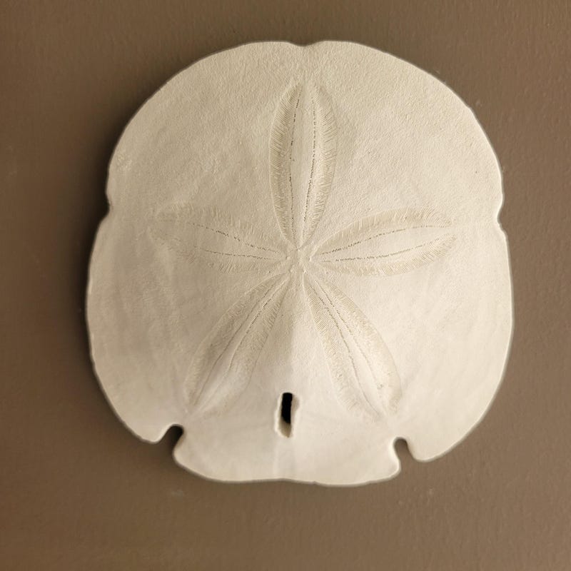 Large Sand Dollar - Etsy