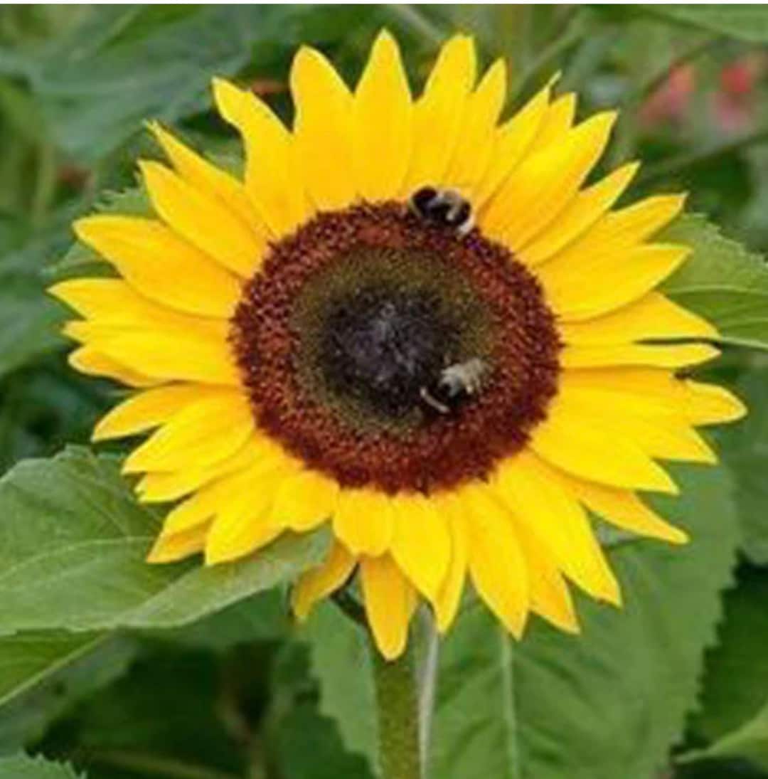 Mammoth Grey Stripe Sunflower Seeds, Heirloom, Springfield Farm 20 ...