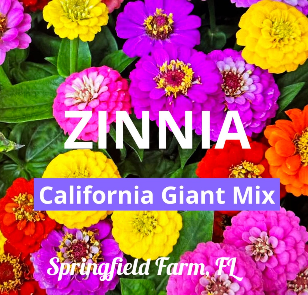 California Giant Mix Zinniz Heirloom Seeds, Flower Seeds 60+ - Etsy