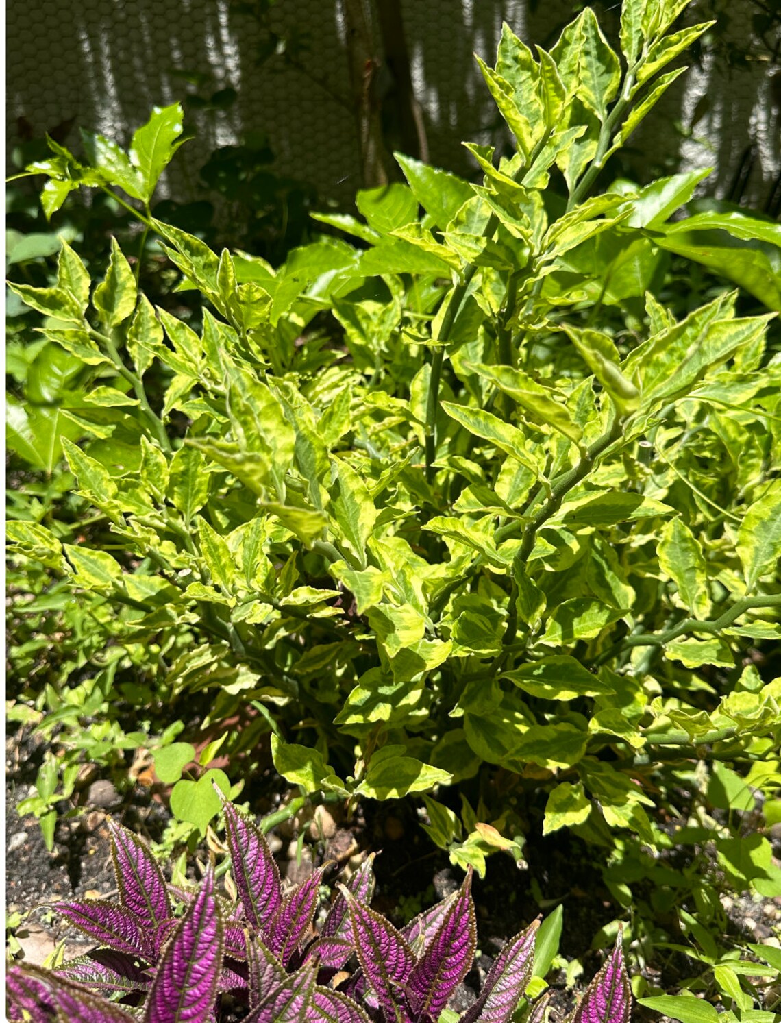 3 Devil's Backbone Plant - Pedilanthus - Red Bird Cactus - Easy to Grow ...