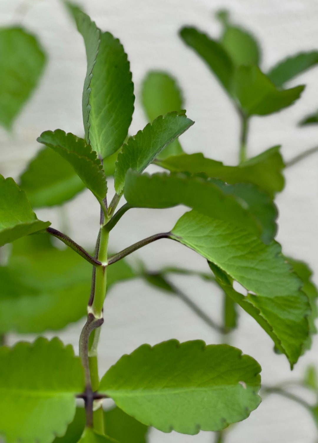 Miracle Leaf/ Leaf of Life (kalanchoe Pinnata) Seedling Plant 3" - Etsy