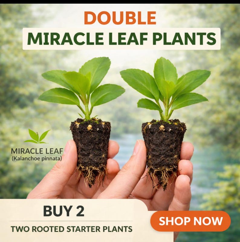 2 Miracle Leaf/ Leaf of Life (kalanchoe Pinnata) 3" Plants - Etsy