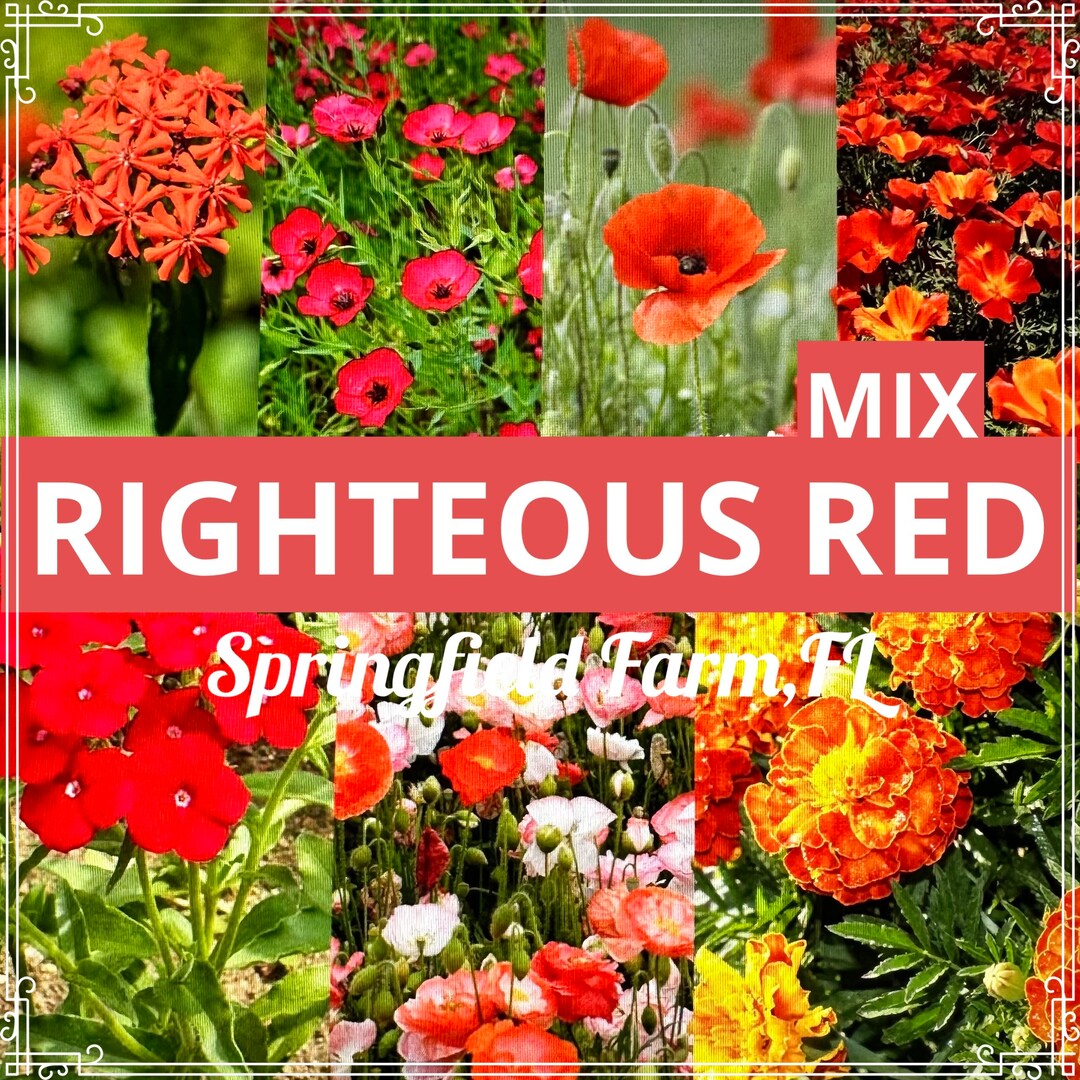 Righteous Red Wildflower Mix 250 Seeds-red Wildflower Mix - Etsy