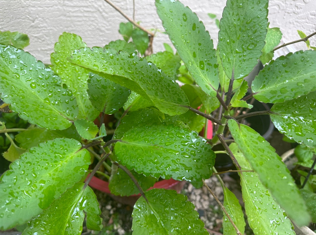 Live Kalanchoe Pinnata 'magic Bells' - Miracle Leaf Plant 3" - Etsy