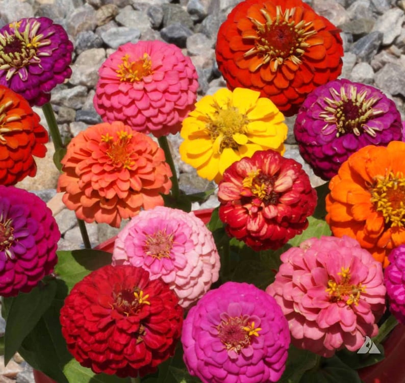 Zinnia, Thumbelina Mix Heirloom Seeds Flower Seeds, Flower Mix, Dwarf ...