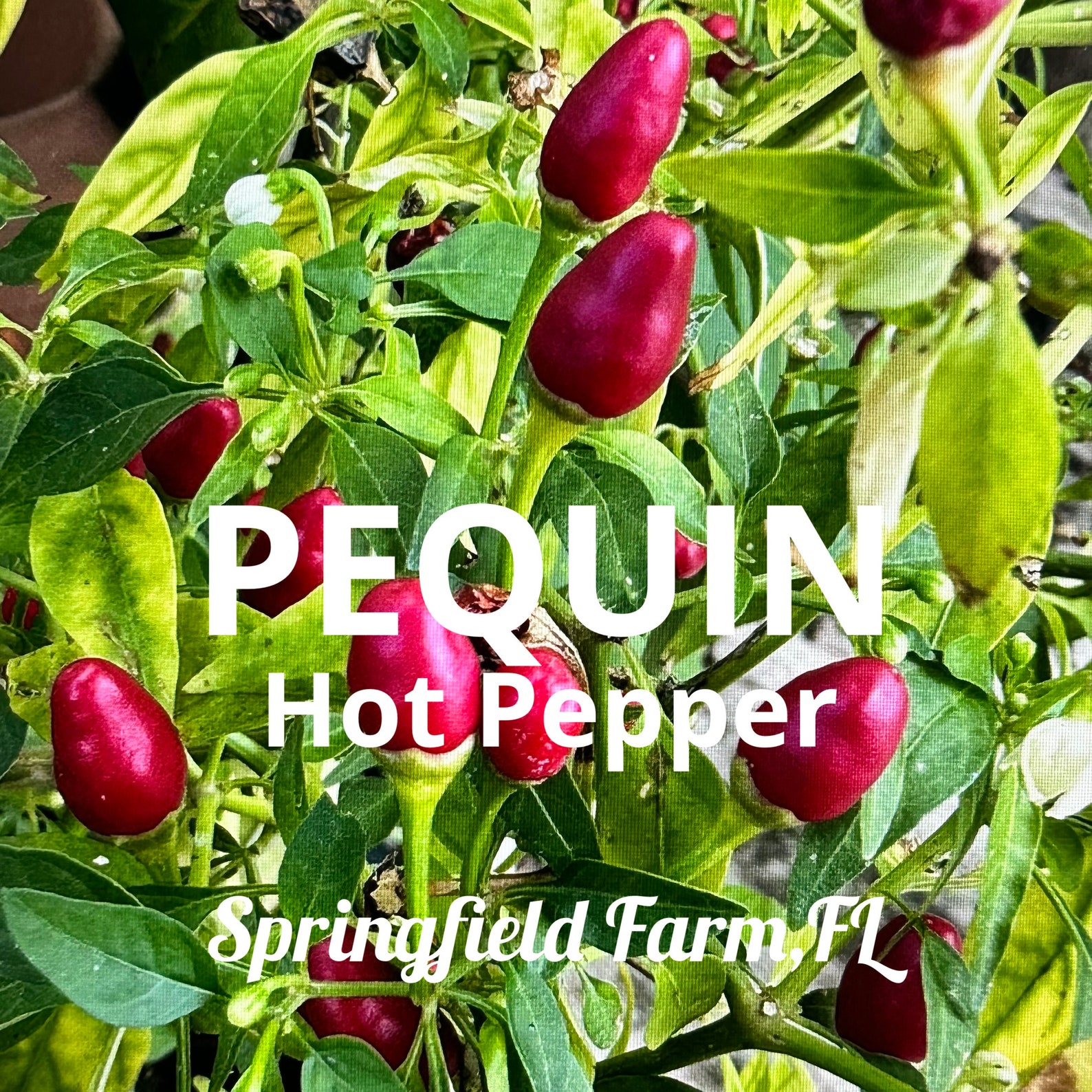 Pequin Hot Pepper Seeds Non-gmo Heirloom 20 Seeds HOT Pepper - Etsy