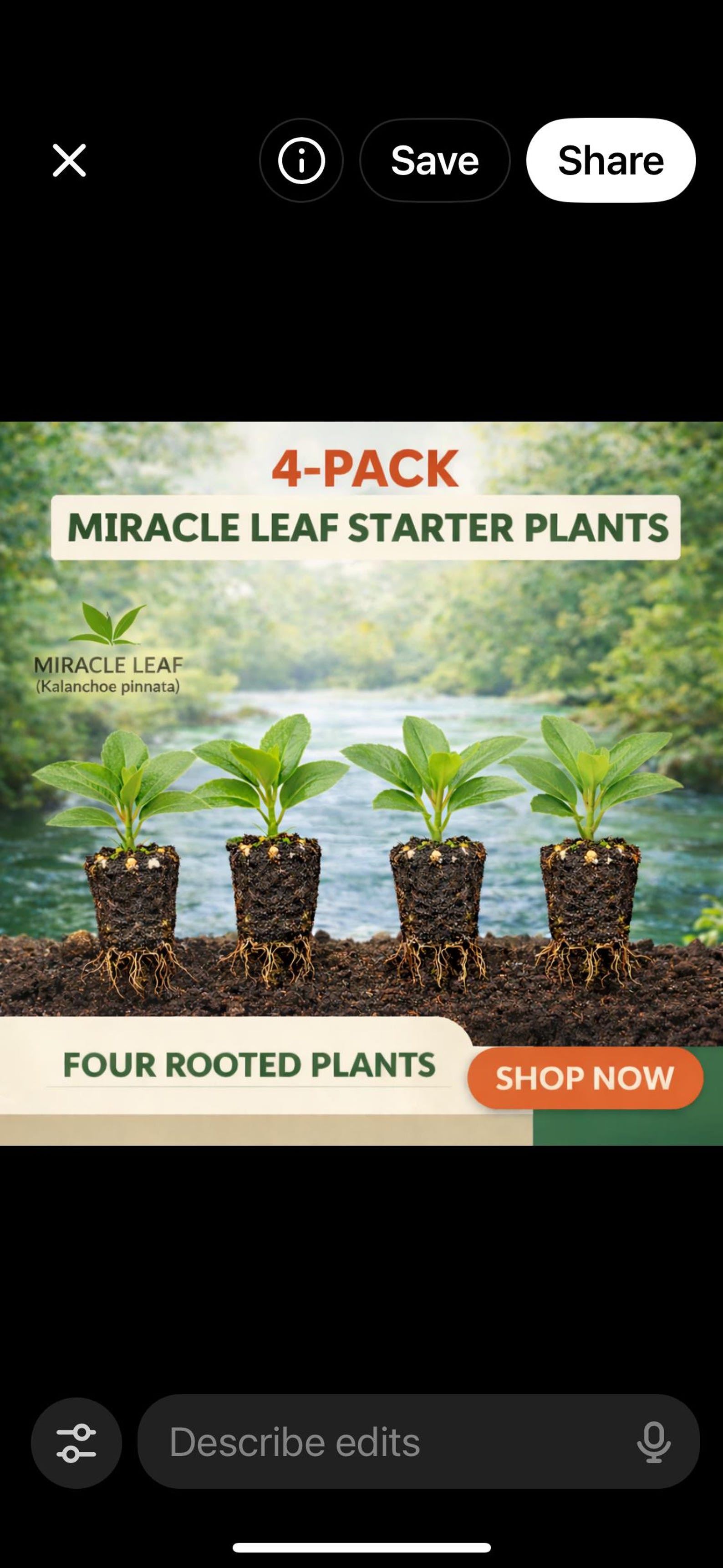 Miracle Leaf Plant 4-pack: Live Kalanchoe Pinnata Starter Plants - Etsy