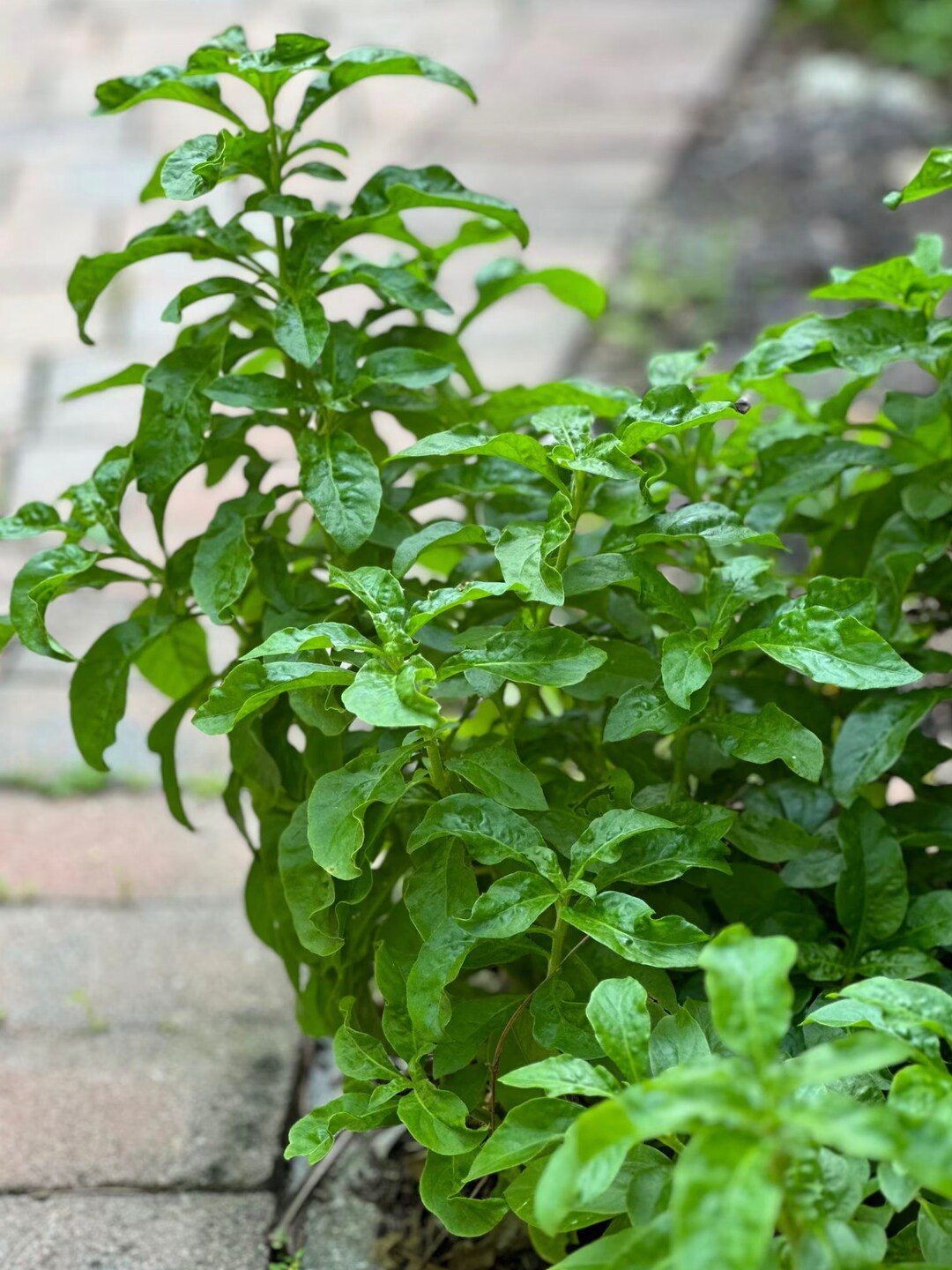 6 Organic Long Leaf Mild Taste Brazilian Spinach Samba Cuttings Shipped ...