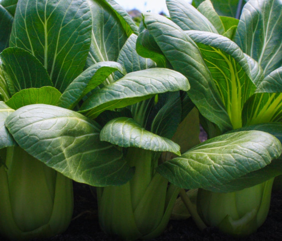 FENG QING Bok Choy Seeds F1 Green Stem Pak Choi Chinese Cabbage Baby ...