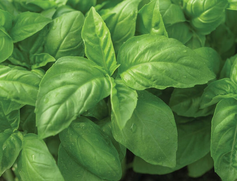 Italian Large Leaf Basil Herb Heirloom Seeds 100 Seeds - Etsy