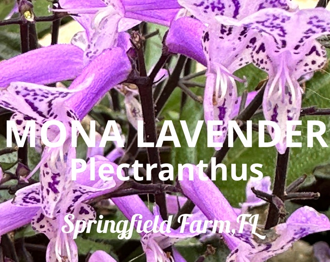 MONA LAVENDER Perennial Live Plant Plectranthus Long Lasting Purple ...