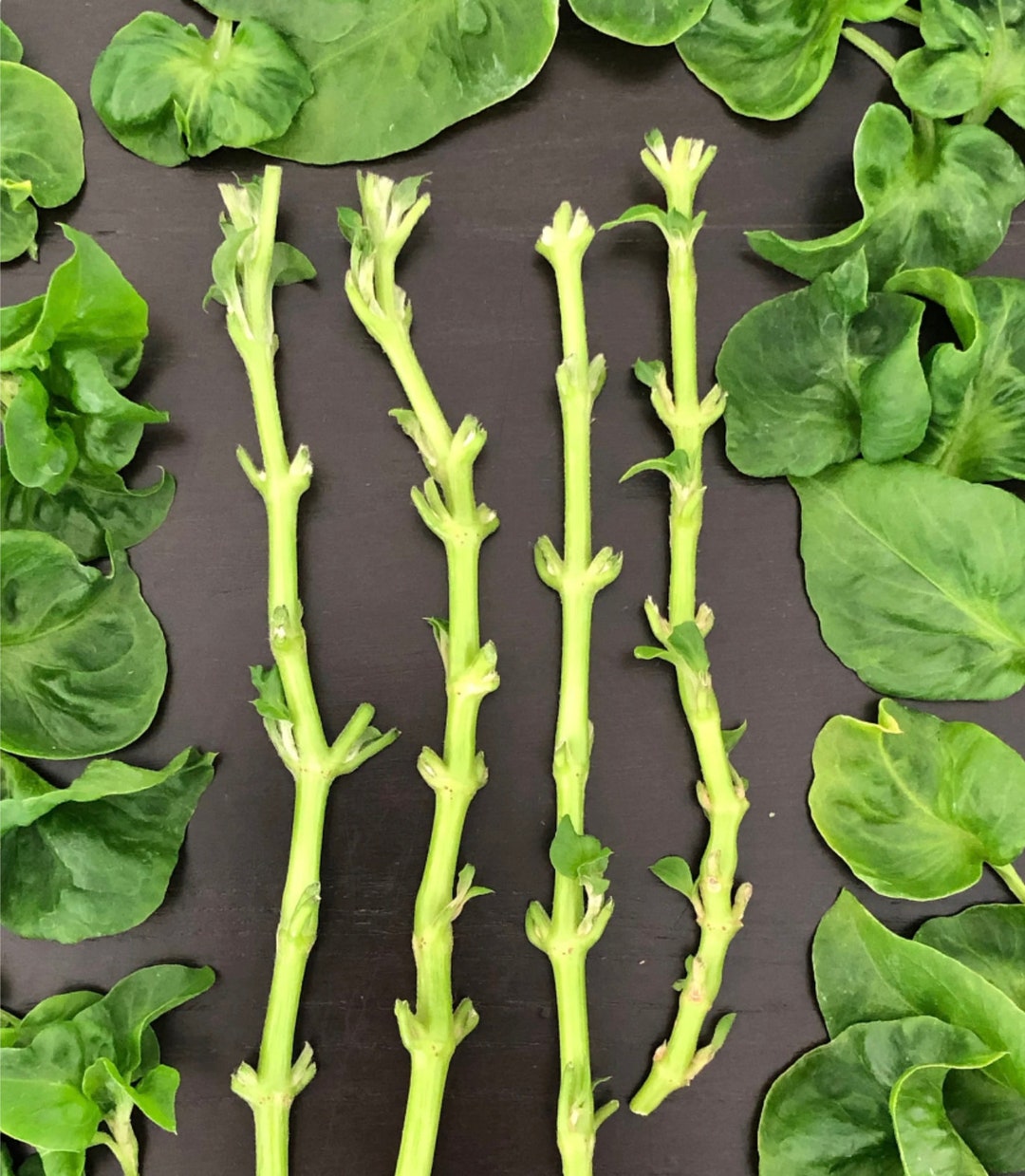 8 Brazilian Long Leaf Spinach Cuttings Organically Grown Samba Shipped ...