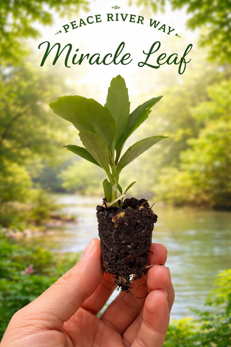 Miracle Leaf/ Leaf of Life (kalanchoe Pinnata) 3" Plant - Etsy