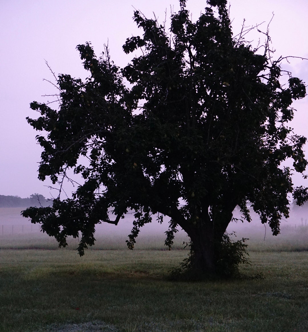 Creepy Pear Tree Digital Download - Etsy