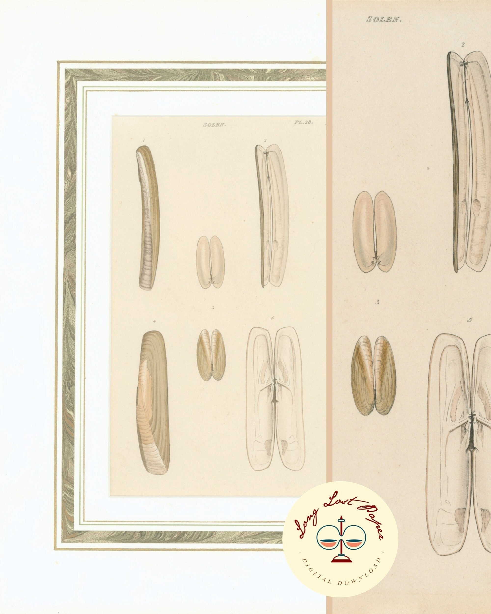 Antique Clam Diagram / DIGITAL DOWNLOAD / Mat or Plain / Victorian ...