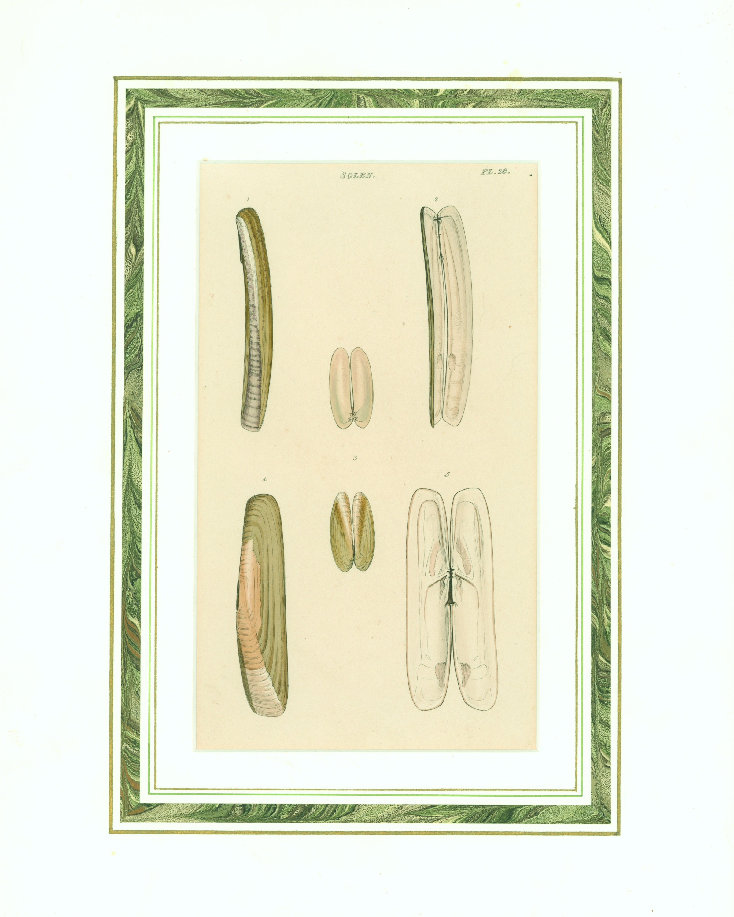 Antique Clam Diagram / DIGITAL DOWNLOAD / Mat or Plain / Victorian ...