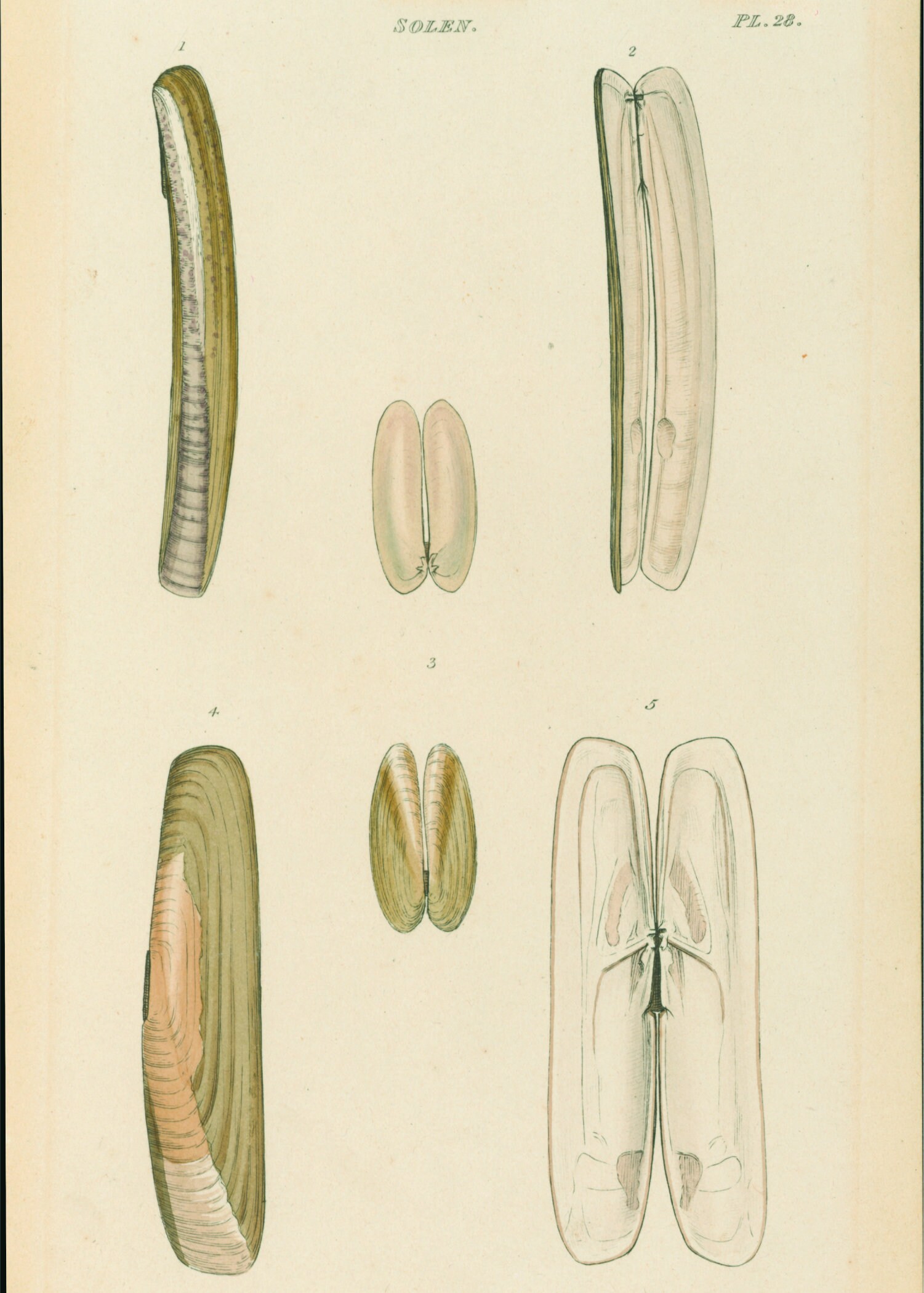 Antique Clam Diagram / DIGITAL DOWNLOAD / Mat or Plain / Victorian ...